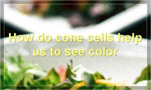 How do cone cells help us to see color | Food Readme