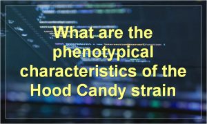 What are the phenotypical characteristics of the Hood Candy strain ...