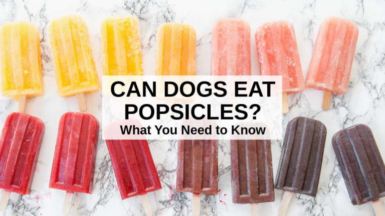 Can dogs have popsicles? Learn the surprising truth! | Food Readme
