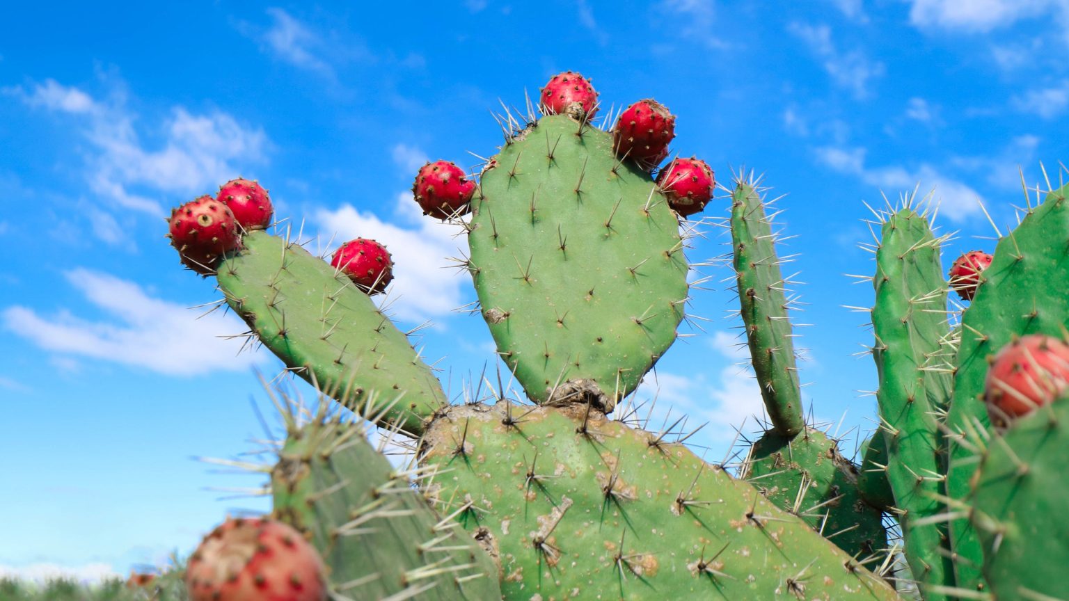Can You Eat Cactus? Discover the Nutritional Benefits! | Food Readme