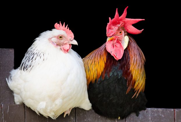 Hen vs Chicken: Understanding the Differences and Similarities | Food ...