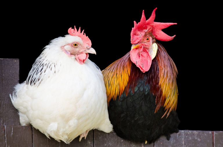 Chicken vs Hen: Understanding the Differences and More | Food Readme