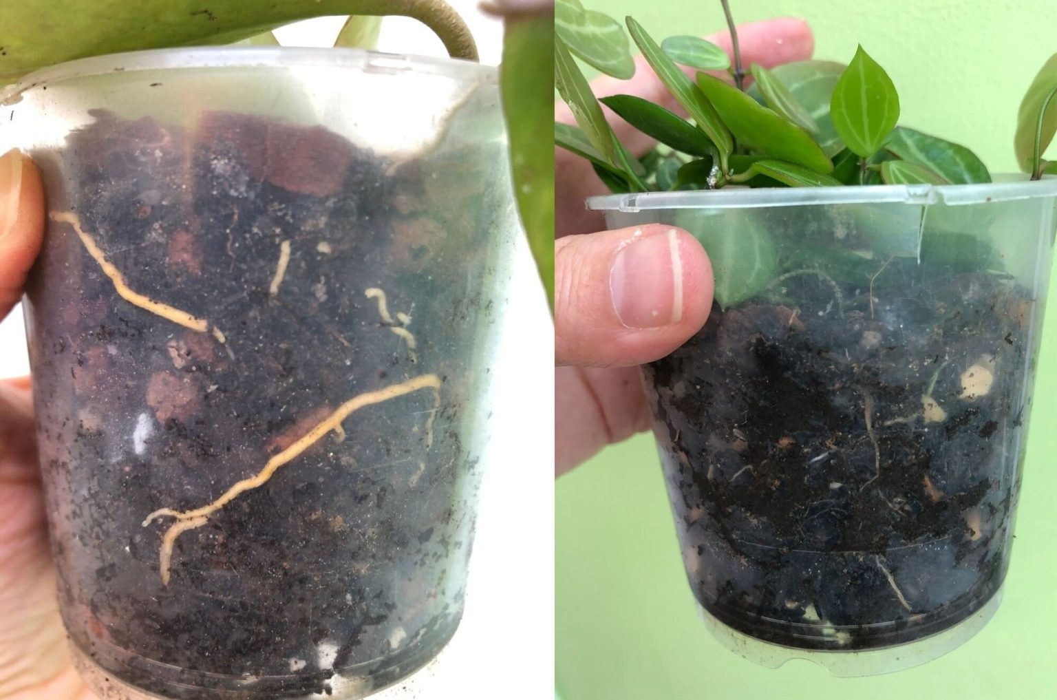 Clear Pots: The Essential Guide to Proper Plant Care | Food Readme