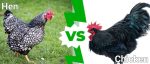Hen vs Chicken: Understanding the Differences and Similarities | Food ...