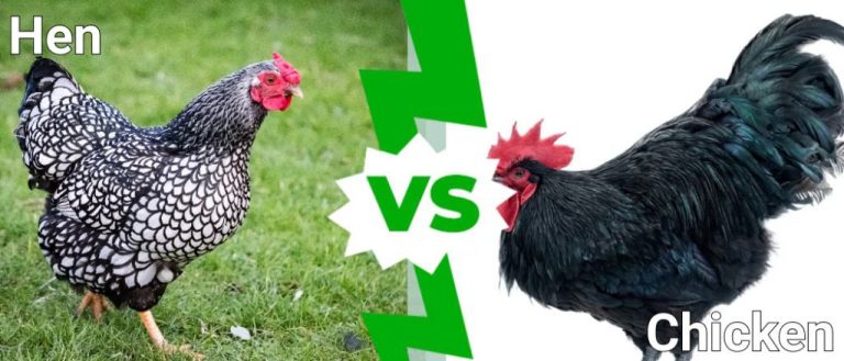 Hen vs Chicken: Understanding the Differences and Similarities | Food ...