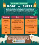 Lamb vs Sheep vs Goat: Understanding Their Unique Characteristics ...