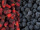 Mulberry vs Blackberry: Health Benefits, Uses, and Differences | Food ...