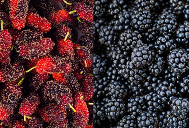 Chicken vs Hen: Understanding the Differences and More | Food Readme