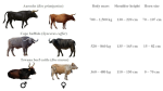 Ox vs Cow: The Differences, Roles, and Traits | Food Readme