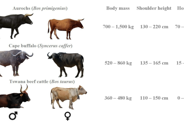 Mutton vs Lamb: Understanding the Differences in Taste, Nutrition ...