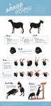 Sheep vs Lamb vs Goat: Understanding Their Differences | Food Readme