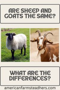 The Difference Between Lamb and Goat: A Comparative Study | Food Readme