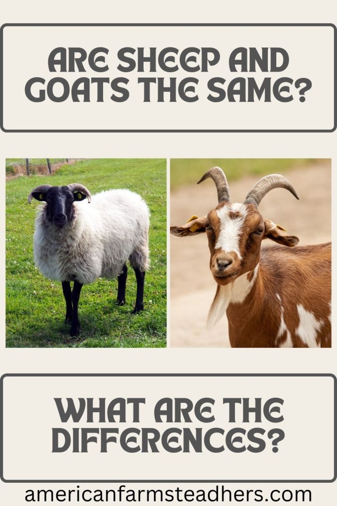 The Difference Between Lamb and Goat: A Comparative Study | Food Readme