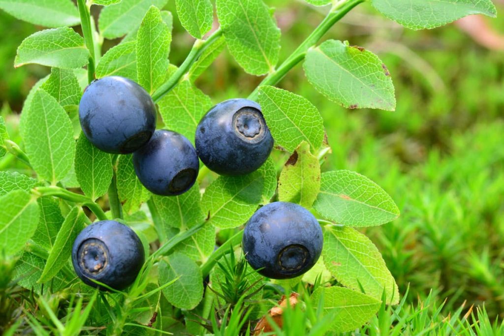 What Does Huckleberry Taste Like? Discover Its Unique Flavor Profile ...