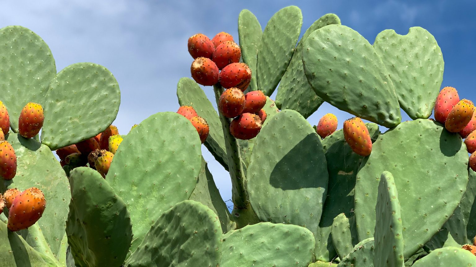 What Does Prickly Pear Taste Like? Discover the Flavor of this ...