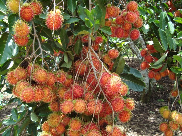 What Does Rambutan Taste Like? A Comprehensive Flavor Exploration ...